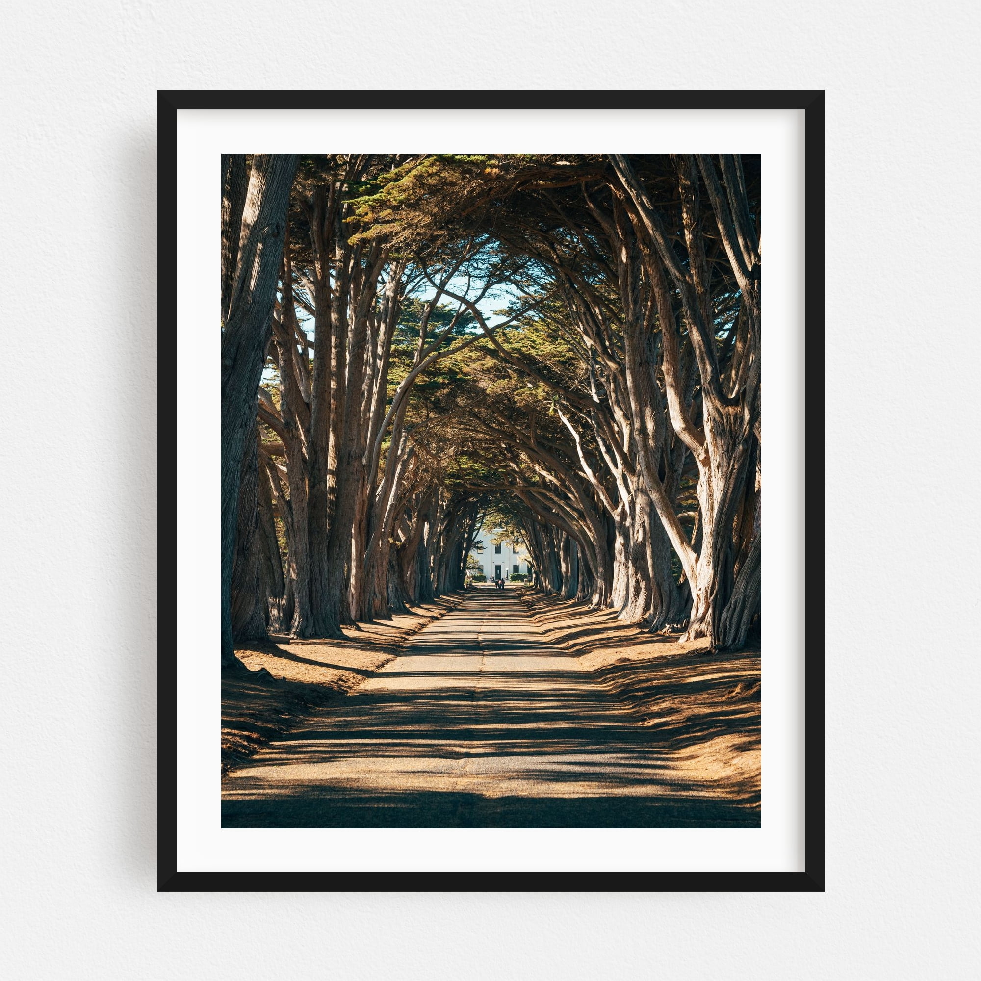 Cypress Tree Tunnel, Point Reyes 01 - Point Reyes Station California ...