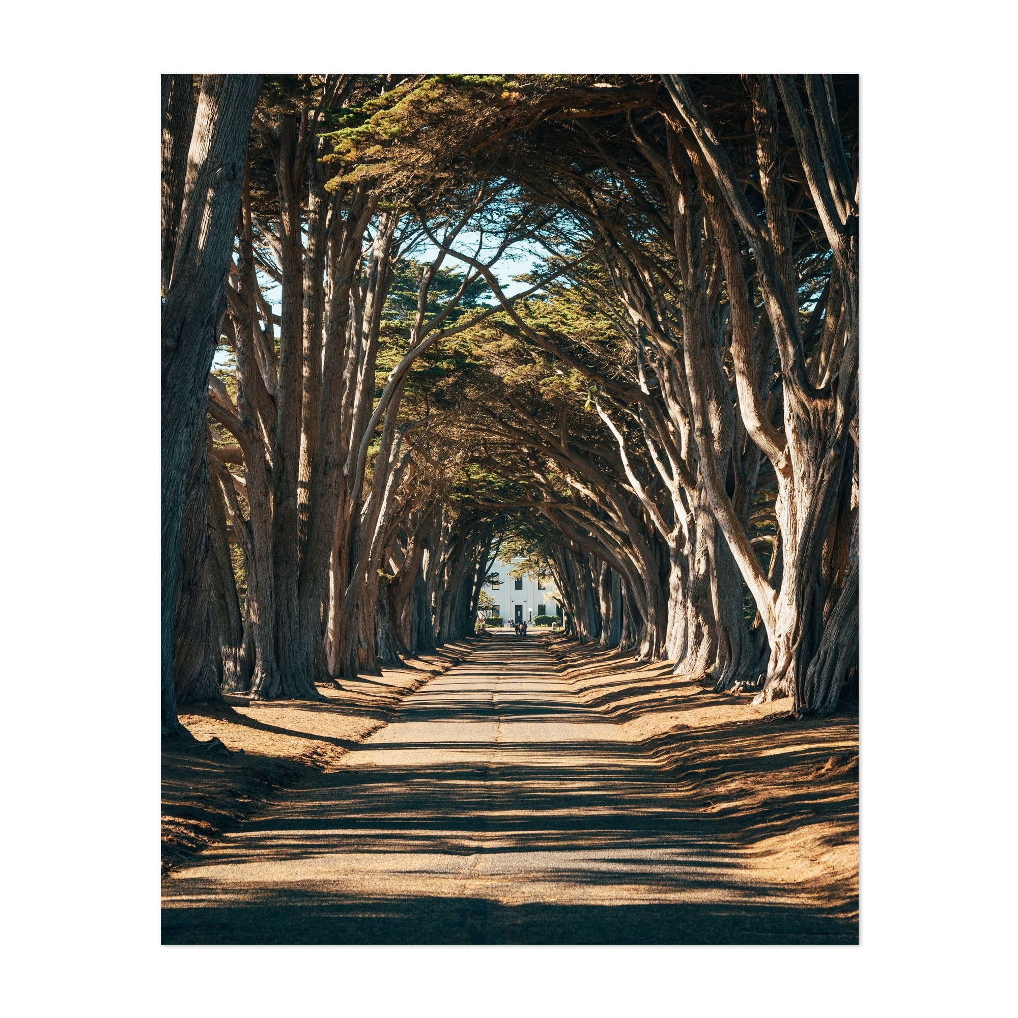 Cypress Tree Tunnel, Point Reyes 01 - Point Reyes Station California ...