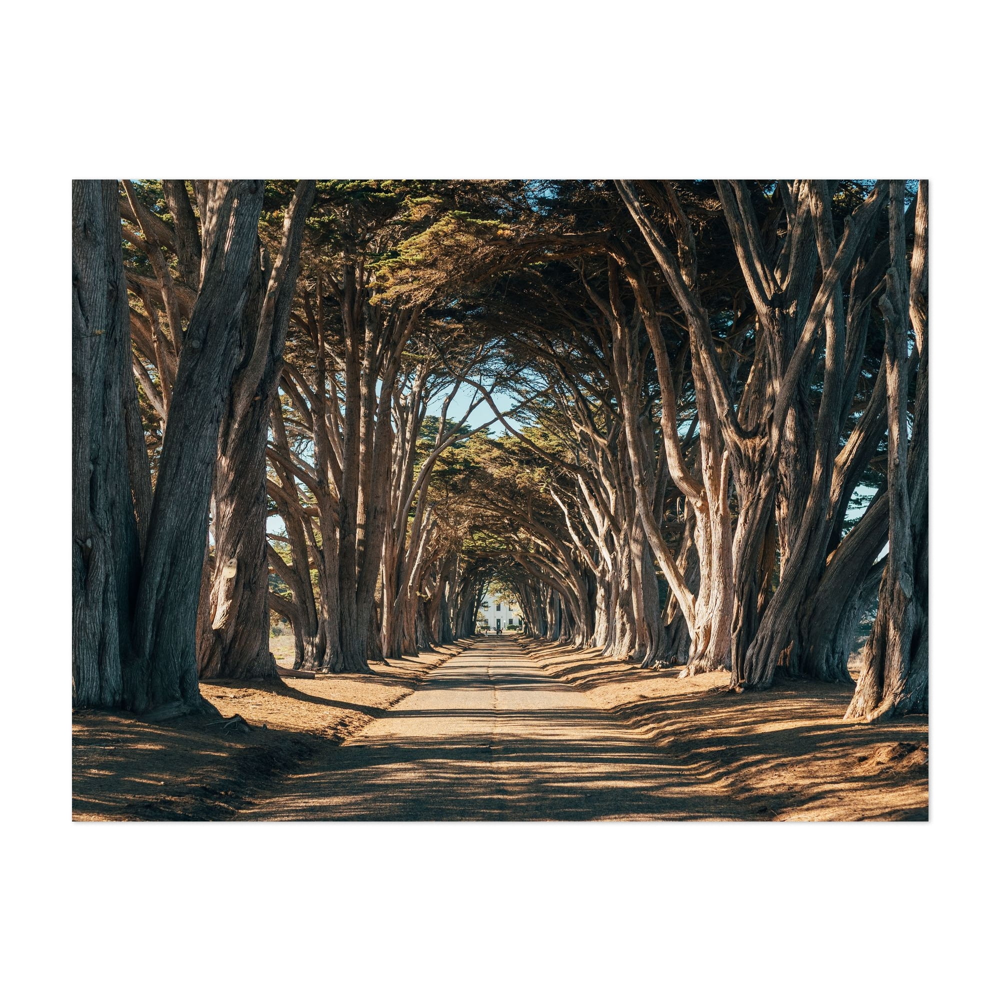 Cypress Tree Tunnel, Point Reyes 02 - Point Reyes Station California ...
