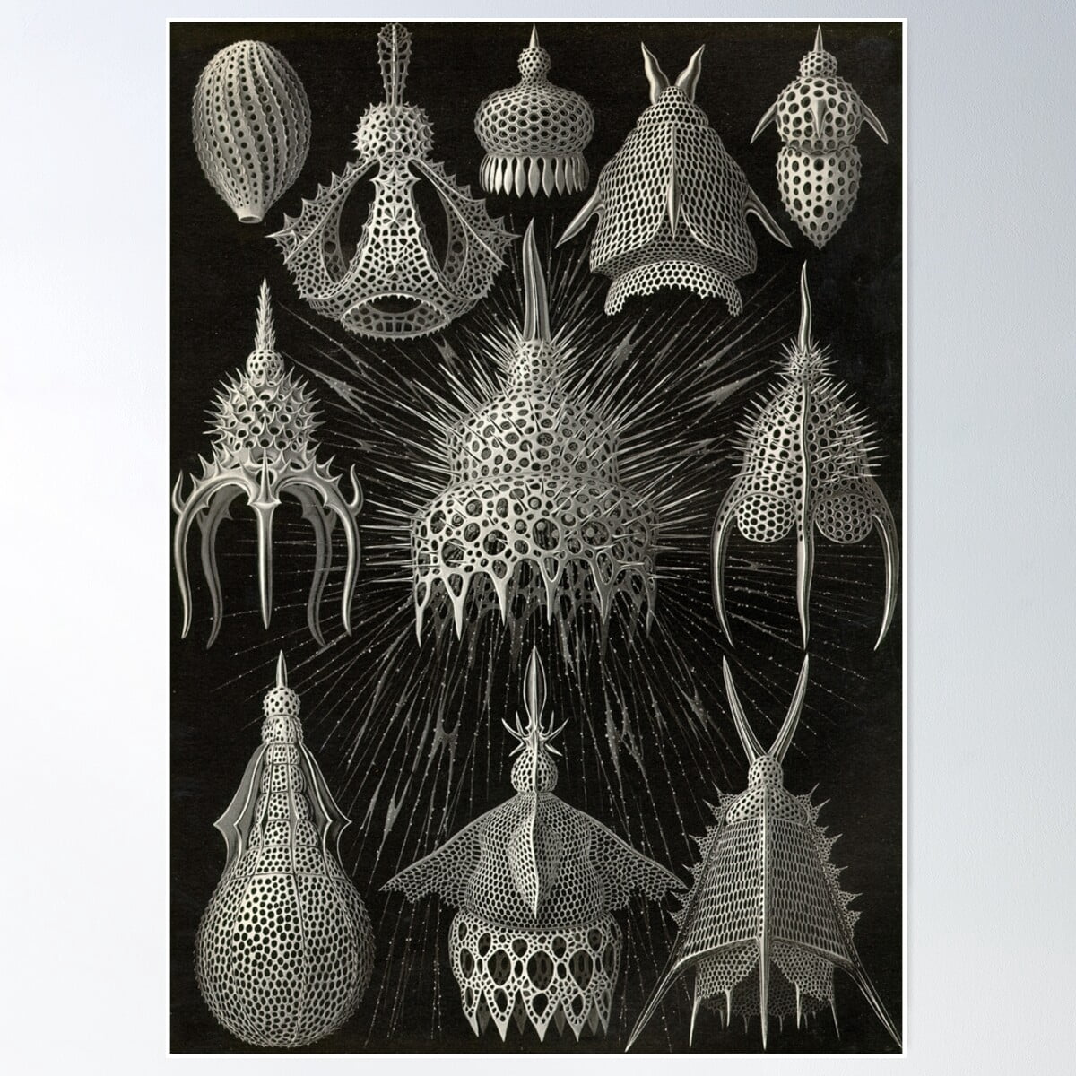 Cyrtoidea (Radiolaria - Radiozoa: Protozoa) - Ernst Haeckel Poster Wall ...