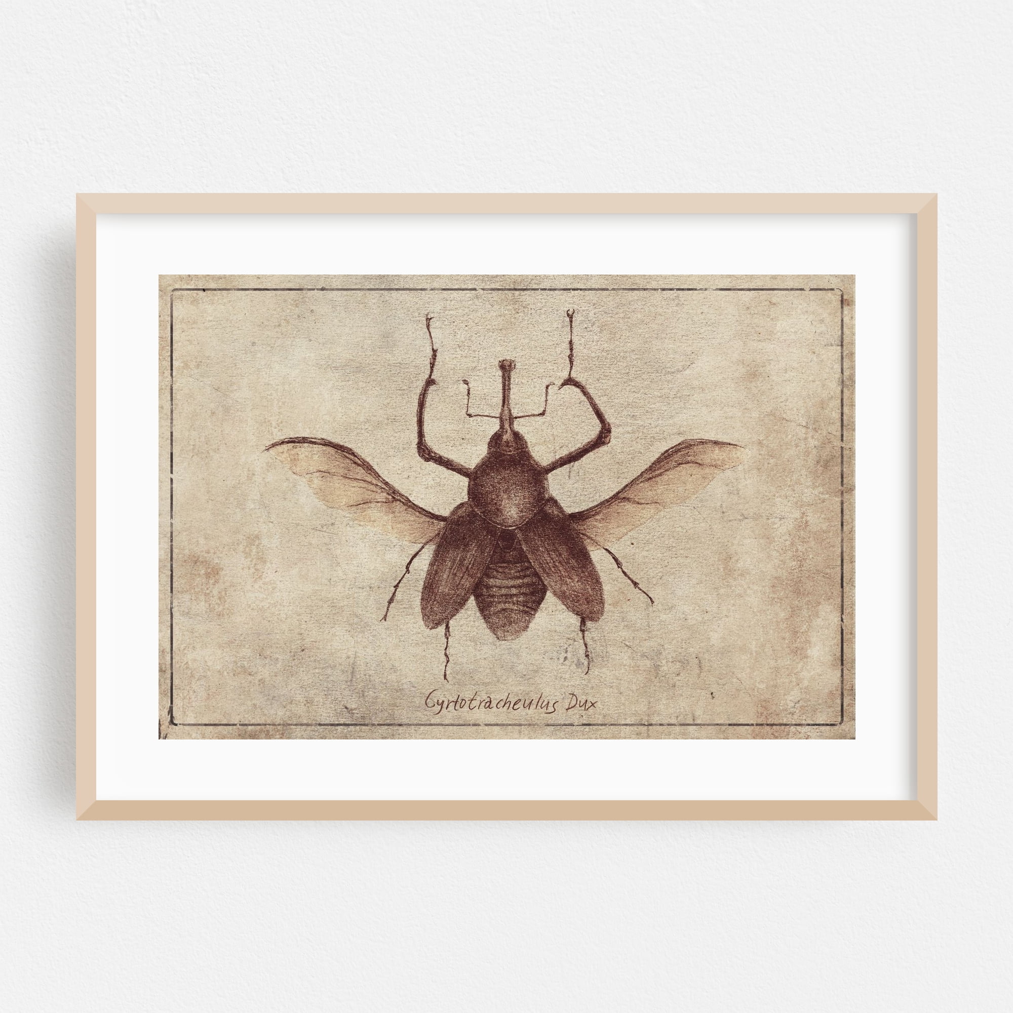 Cyrtotracheulus Dux - Drawing Vintage Botanical Nature Rustic Oak ...