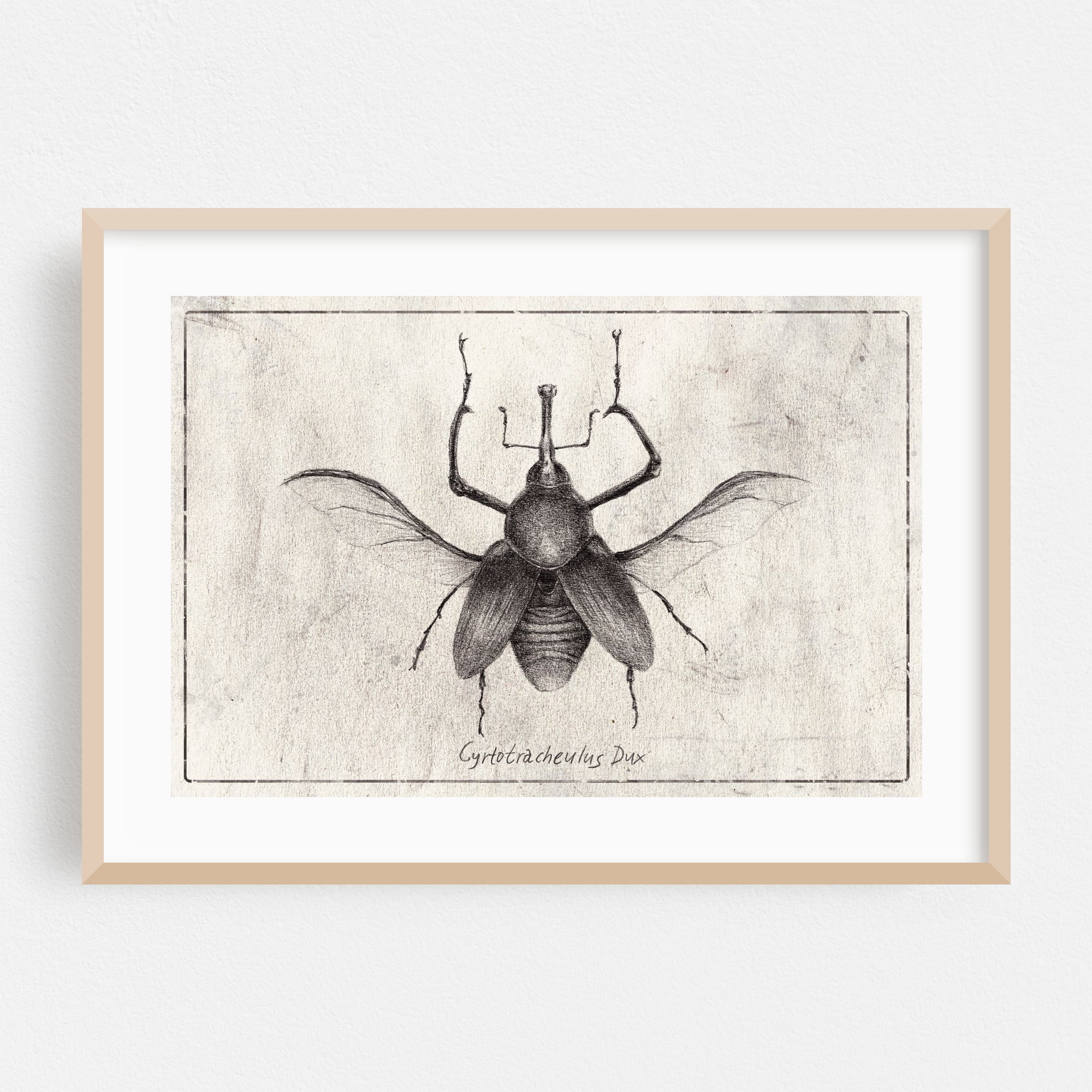 Cyrtotracheulus Dux - Drawing Vintage Nature Botanical Line Art Insect ...