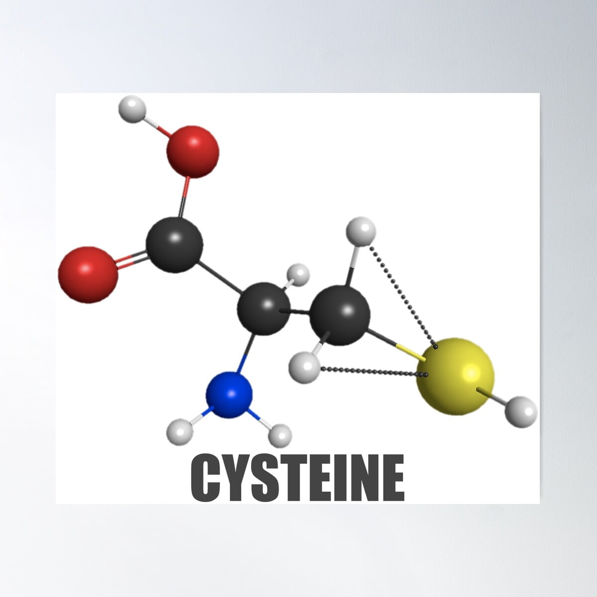 Cysteine Molecule Labeled Poster Wall Art, Modern Wall Decor For Living ...