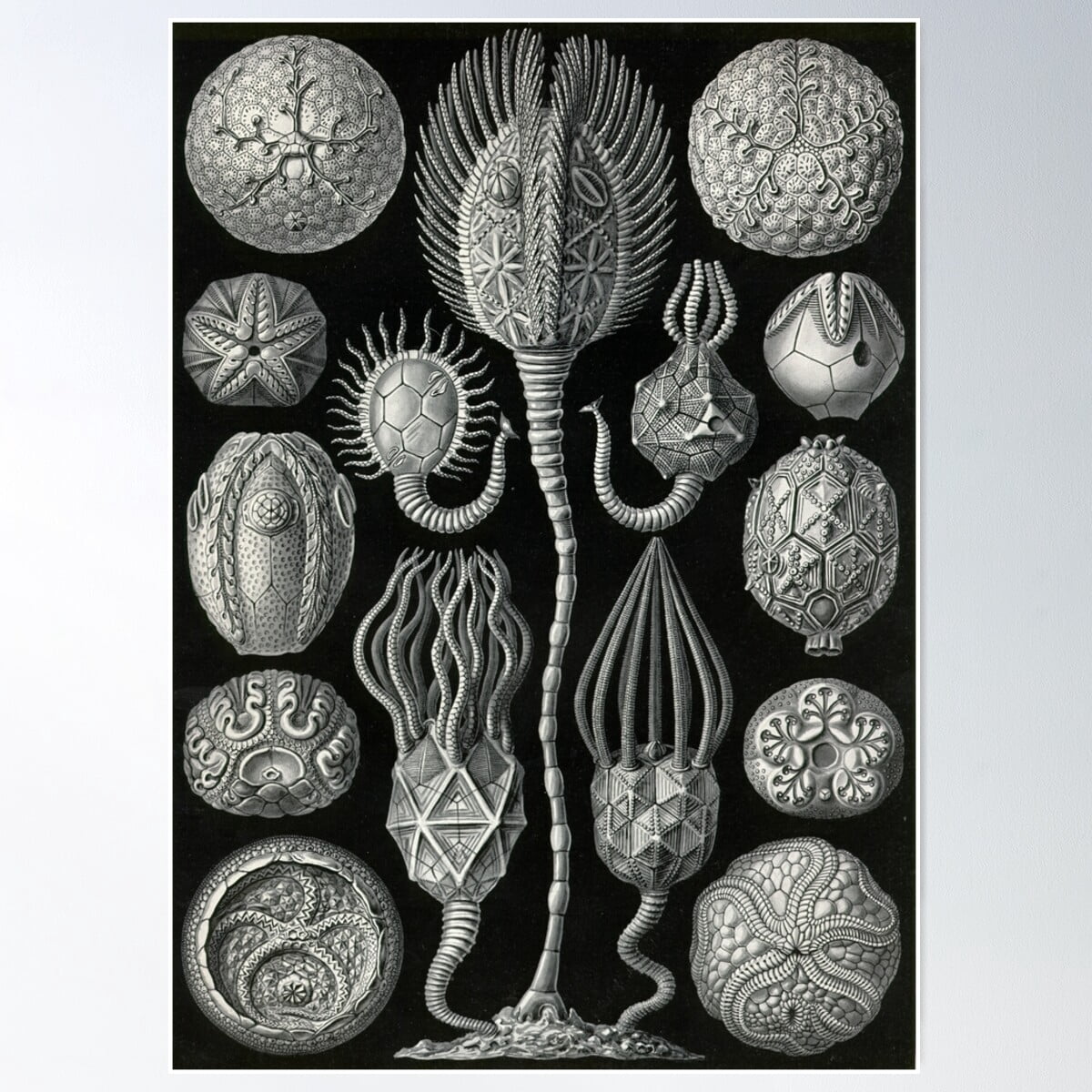 Cystoidea - Ernst Haeckel Poster Wall Art, Modern Wall Decor For Living ...