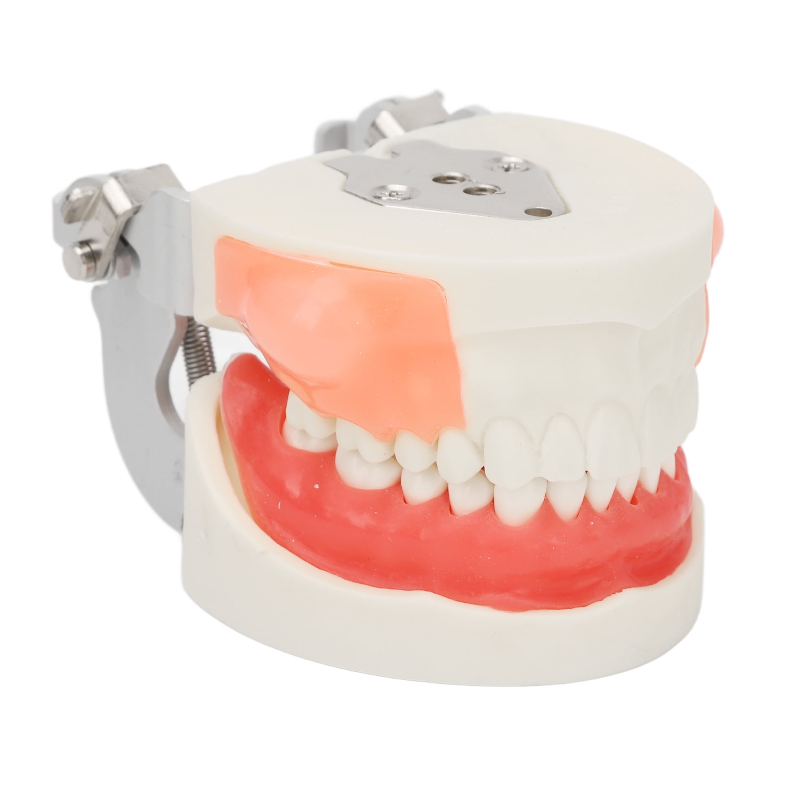 Cysts Tooth Model Professional Bilateral Cystic Teeth Dental Study ...