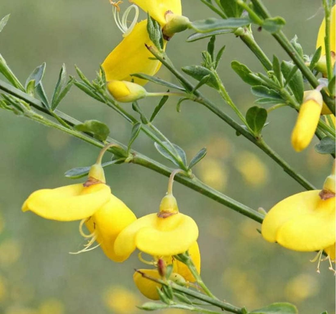 Cytisus scoparius (Scotch Broom) Tree Seed, Sweet-Pea Shaped, Bright Yellow Flowers, You Choose ...