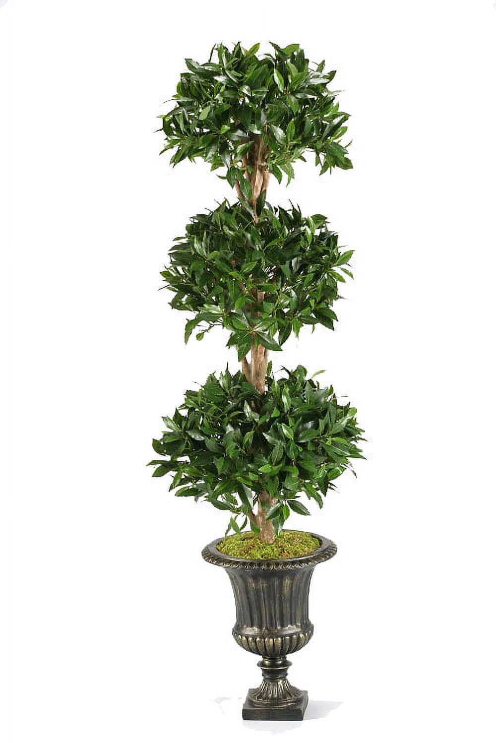 D&W Silks 6' Bayleaf Topiary in Black Resin Urn - Walmart.com