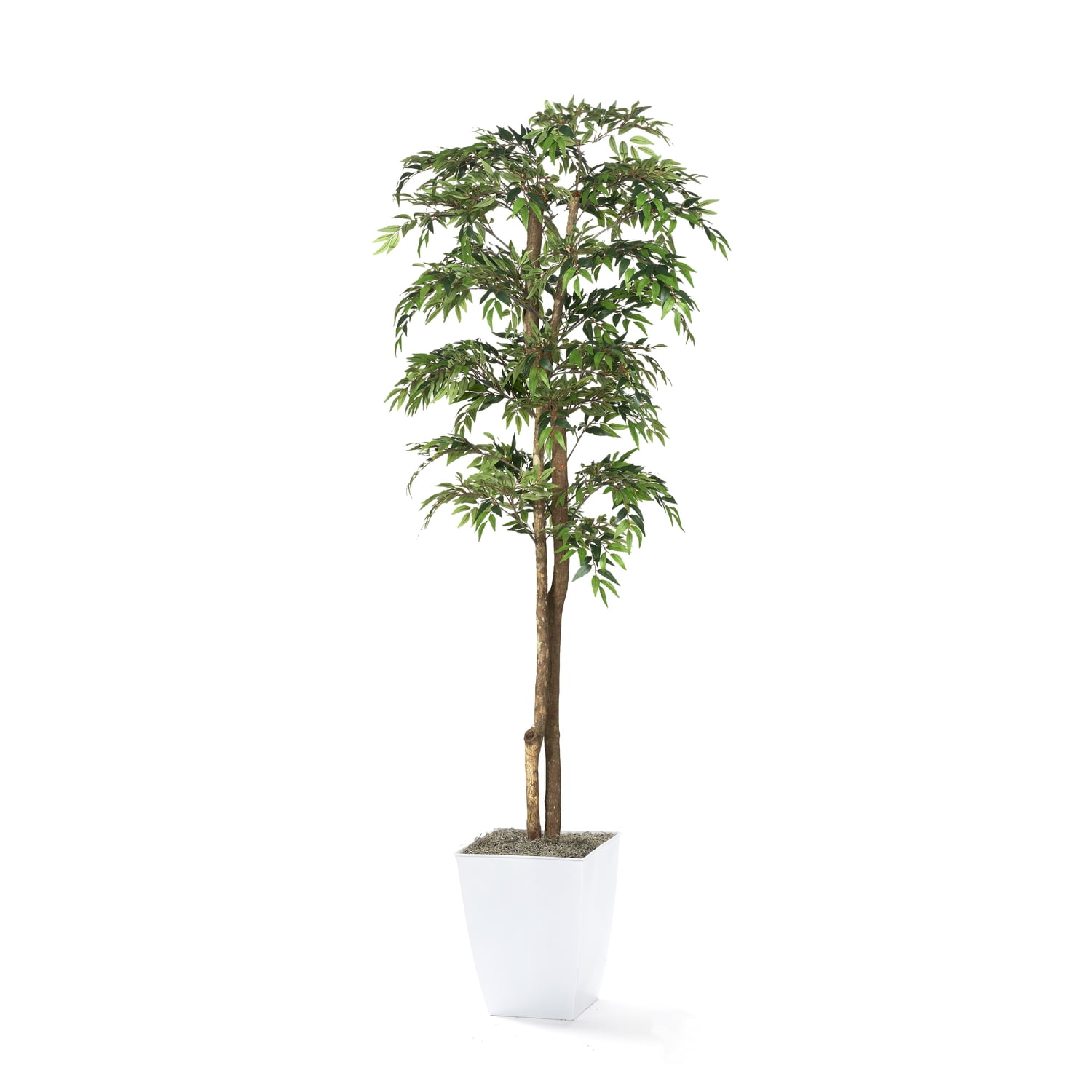 D&W Silks 6' Ruscus Tree in White Metal Planter - Walmart.com