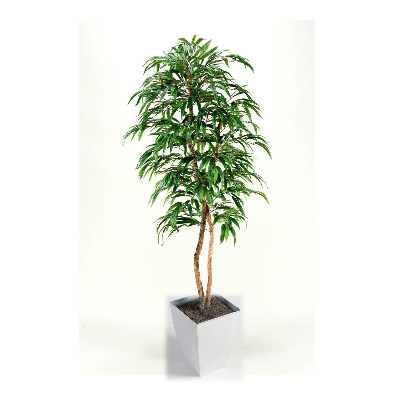 D&W Silks 7' Weeping Ficus Tree in White Square Metal Planter - Walmart.com