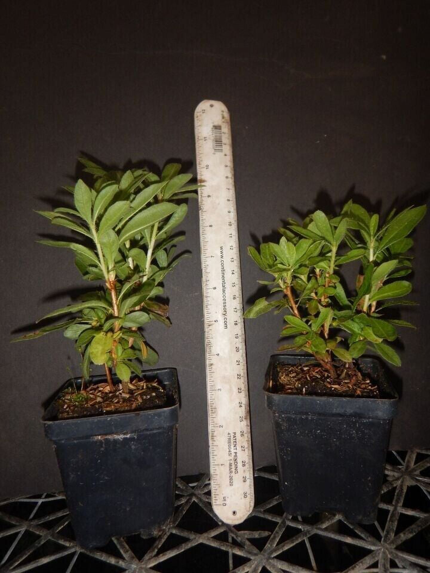 DANCING RABBIT~~Aromi Azalea Rhododendron Deciduous Starter Plant~MAY ...