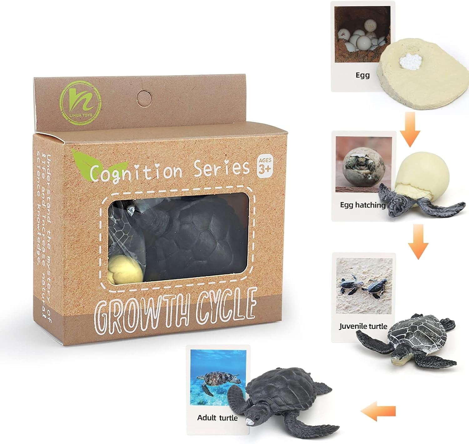 DAYEH Montessori Life Cycle Animal Figures With Flash Cards Educational ...