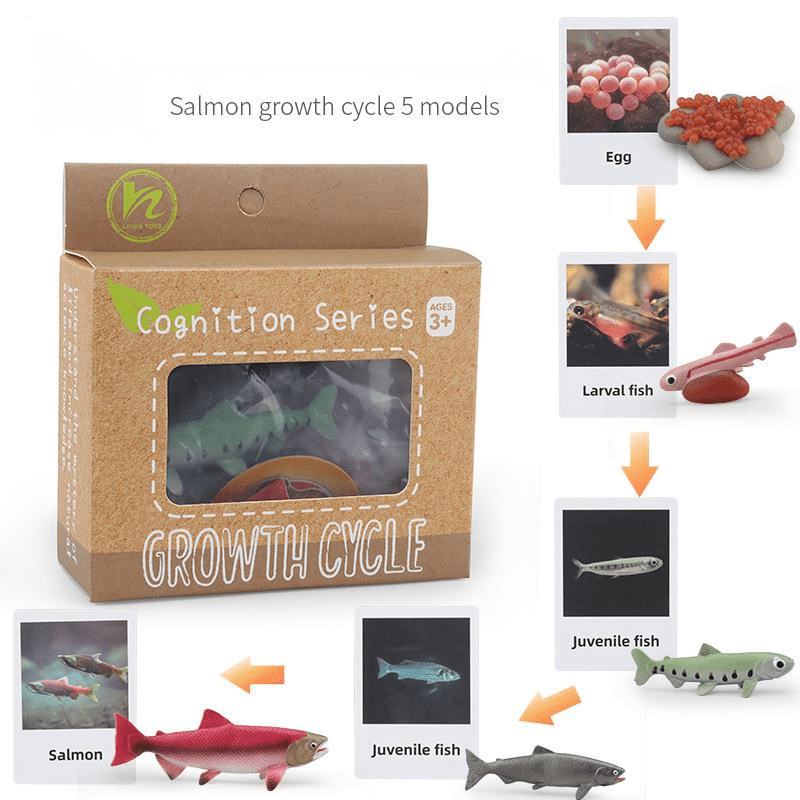 DAYEH Montessori Life Cycle Animal Figures With Flash Cards Educational ...