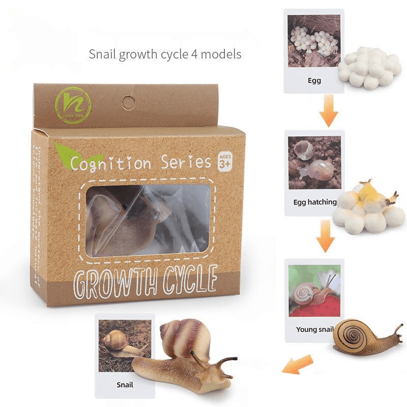 DAYEH Montessori Life Cycle Animal Figures With Flash Cards Educational ...