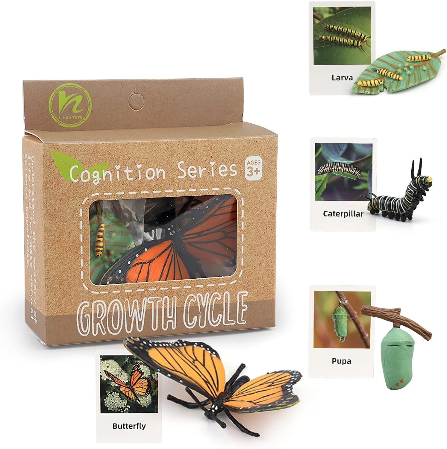 DAYEH Montessori Life Cycle Animal Figures With Flash Cards Educational ...