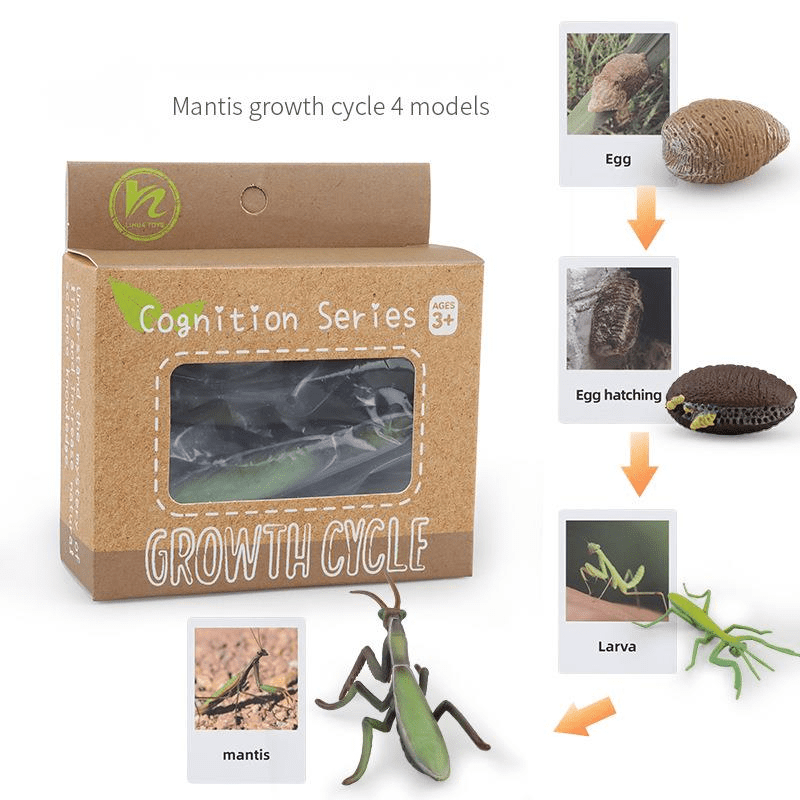 DAYEH Montessori Life Cycle Animal Figures With Flash Cards Educational ...