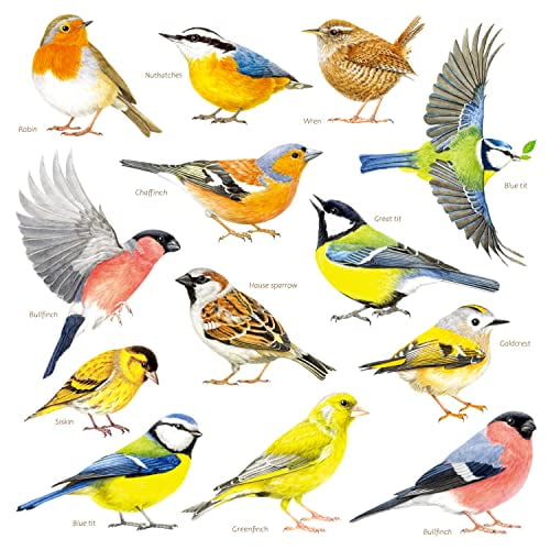 DECOWALL DS-8043 Garden Birds Wall Decals Stickers Kids Peel and Stick ...
