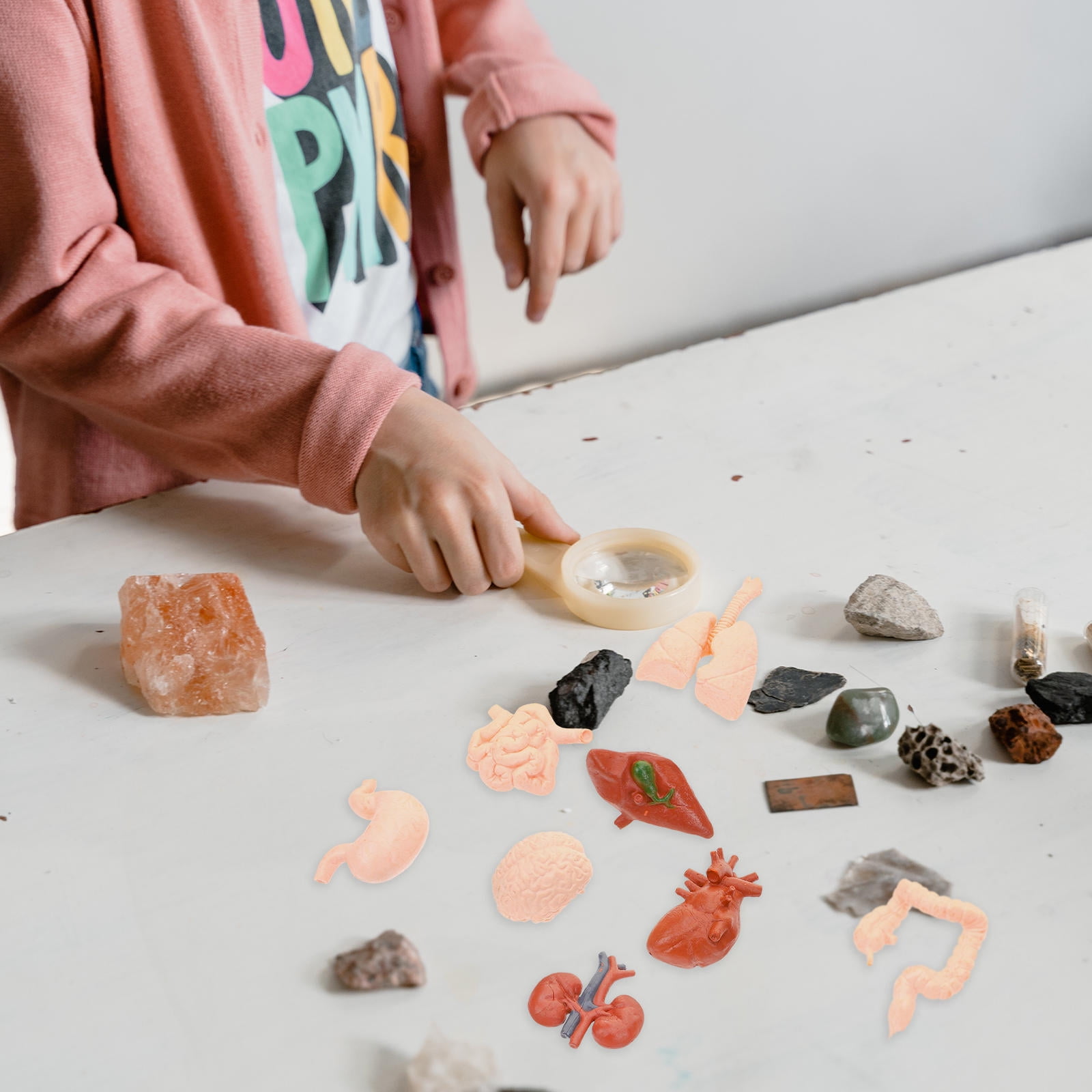 DEEPCRAFF 8Pcs Multi-Colored PVC Simulated Organ Models for Teaching ...