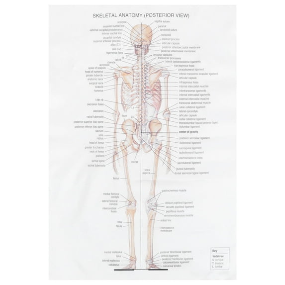 DEEPCRAFF White Human Anatomy Poster Skeletal Structure Wall Decor for ...