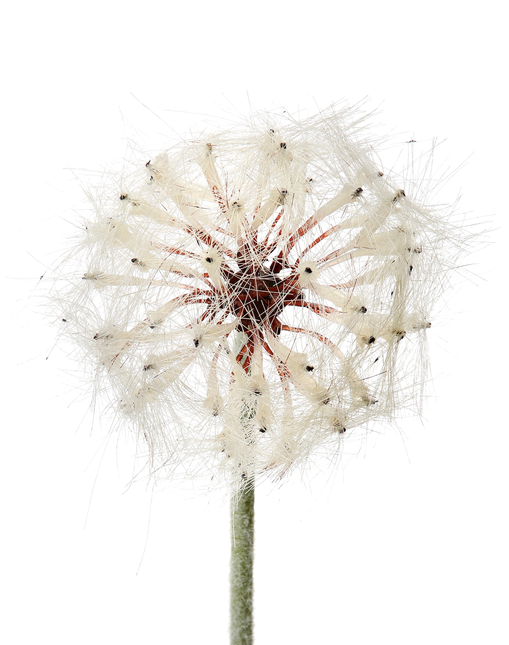 DELUXE DANDELION SPRAY 28" 5"D - Walmart.com