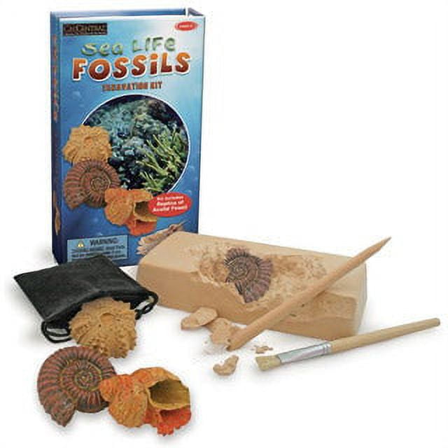 DGSL - SEALIFE FOSSIL DIG KIT - Walmart.com