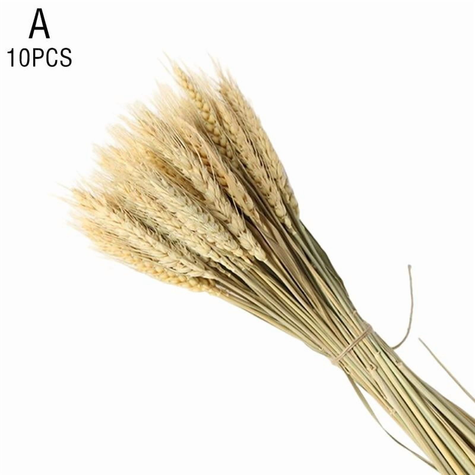 DHliIQQ Natural Wheat Decoration Rabbit Tail Grass Wedding Dried Typha ...