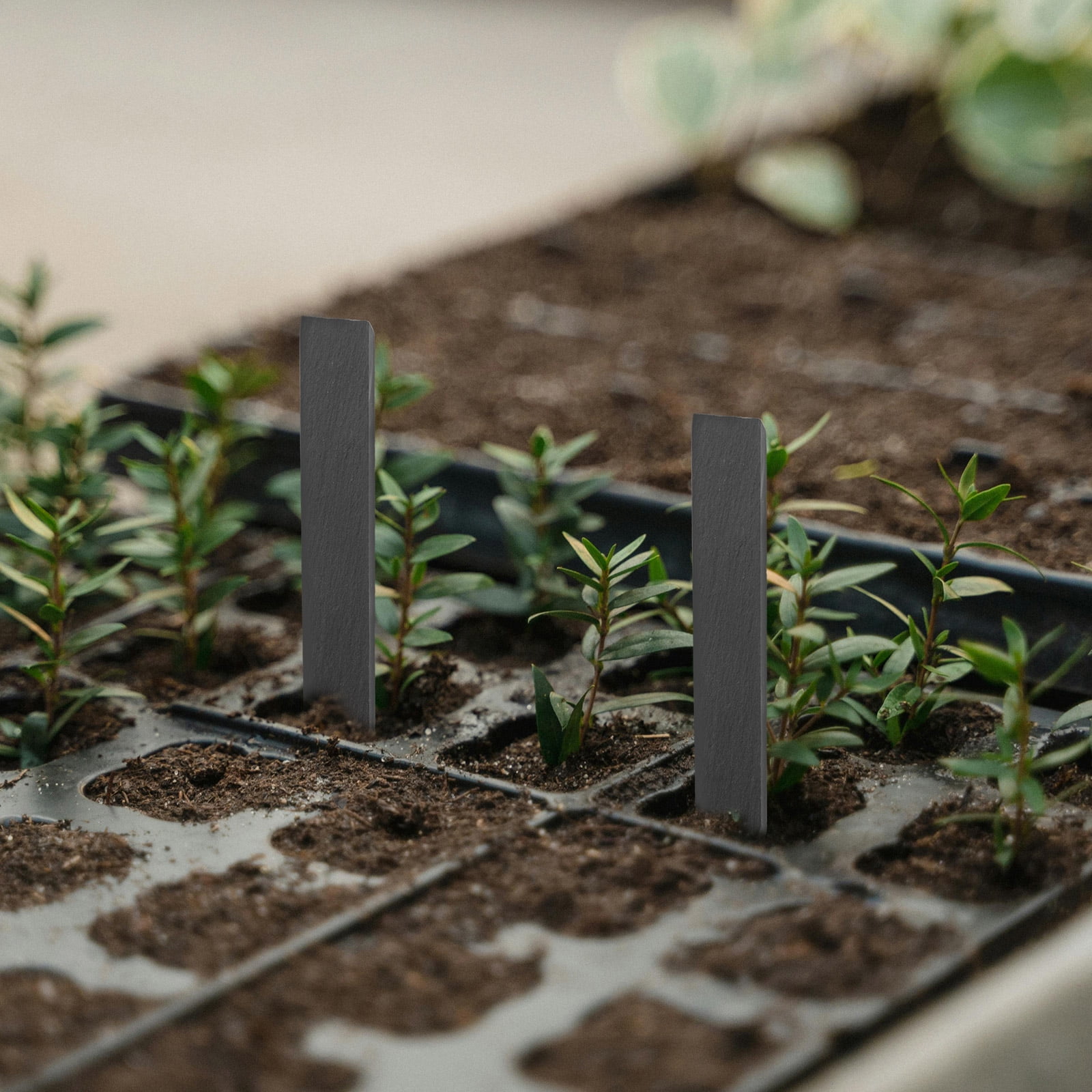 DIAEDGE 10pcs Slate Plant Labels Slate Plant Tag Flower Identifying ...