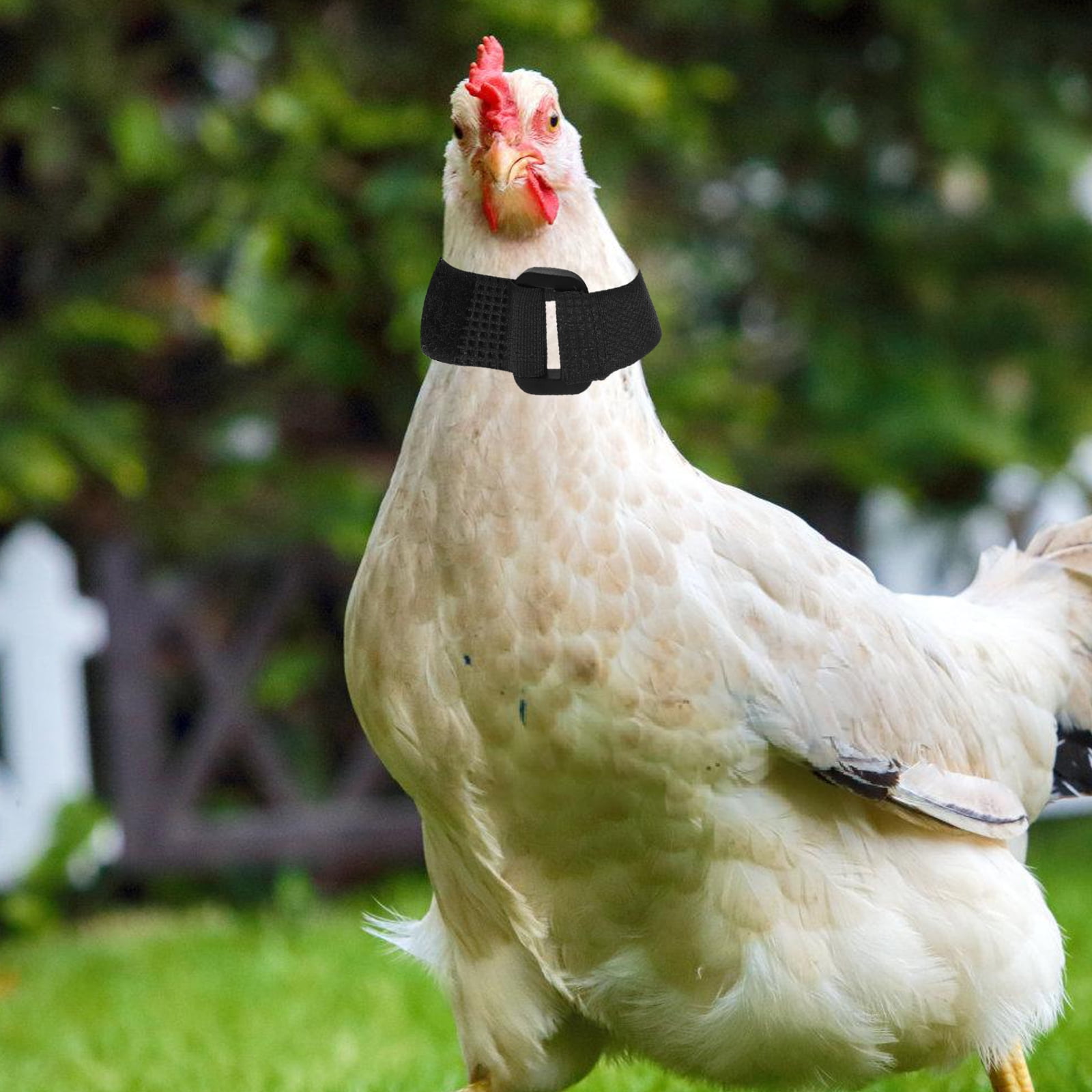 HEMOTON Flexible AntiCrow Rooster Collar with Adjustable Nylon Design for Chicken Use Black Fits ...