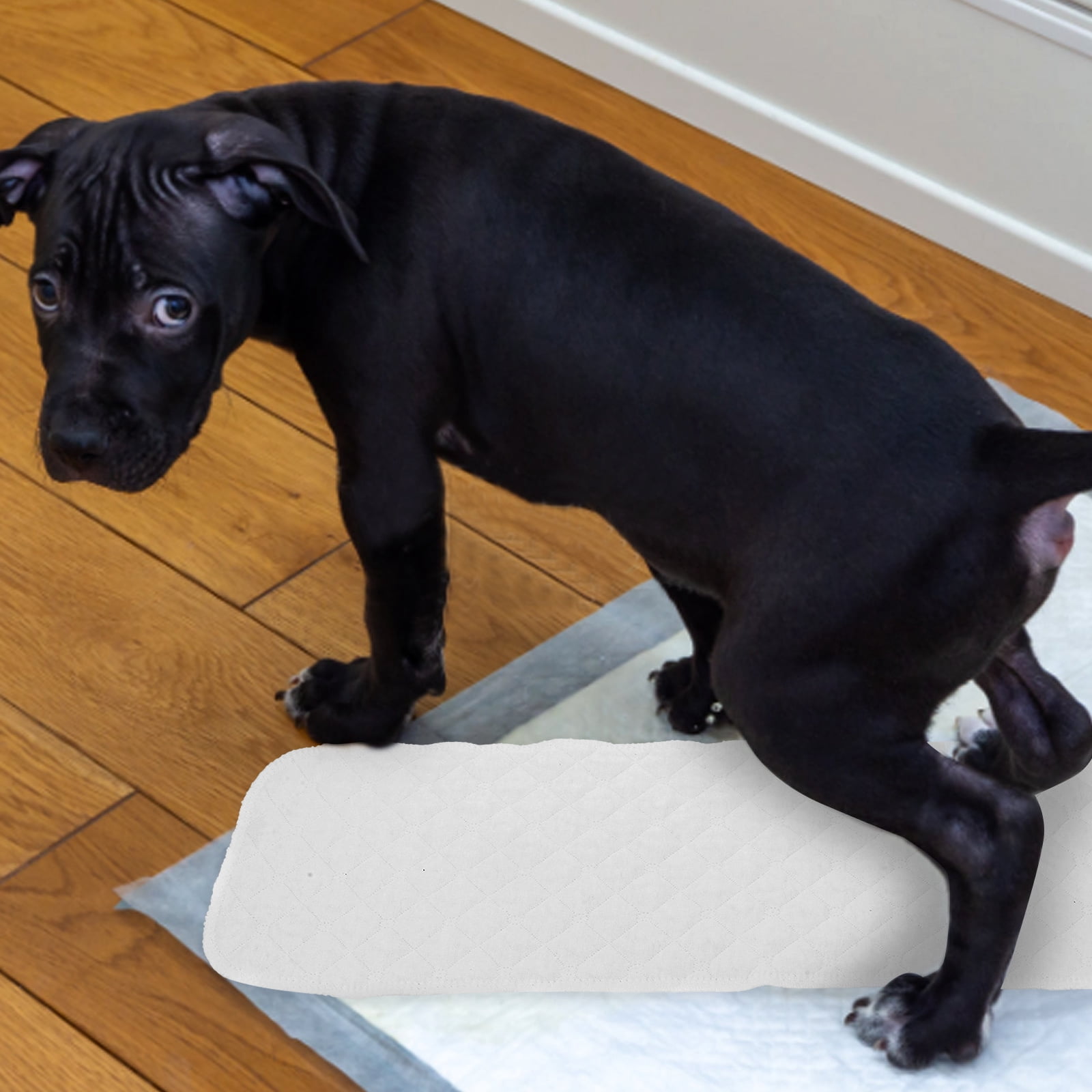 DIAEDGE 3Pcs Small Medium Dog Diaper Pads Female Dog Diaper Pads ...