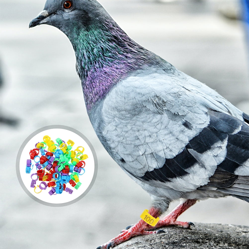 DIAEDGE 50Pcs Pigeon Leg Rings Numbered Bird Leg Bands Private Pigeons ...