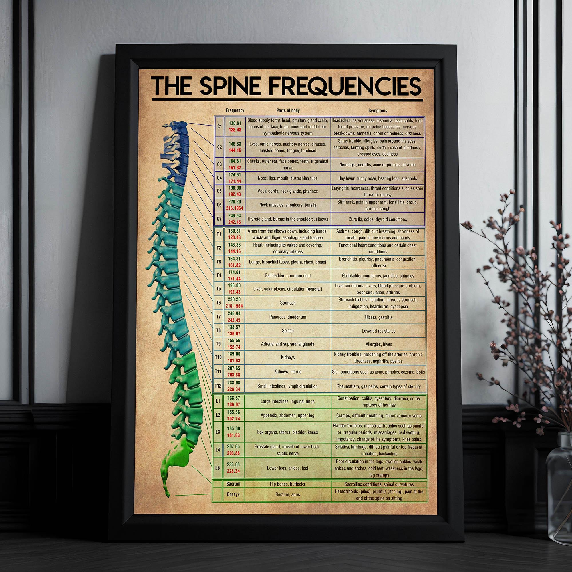 DIANANA Spine frequencies Poster, Spine Anatomy Poster, Human Spine ...