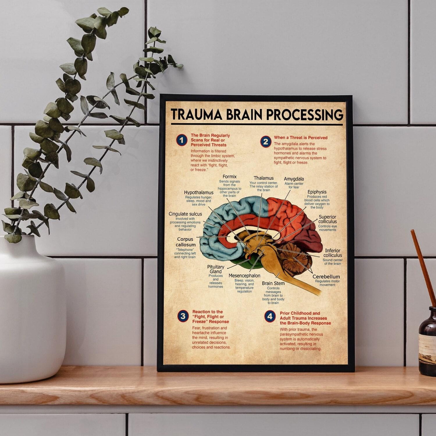 DIANANA Trauma Brain Processing Poster, Brain Anatomy, Brain Art ...