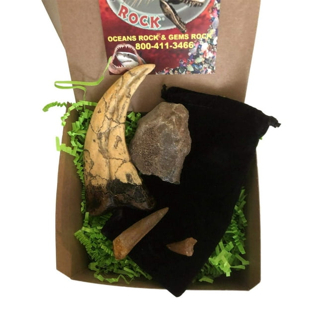 DINOSAURS ROCK Dinosaur and Fossil Gift Collection - Set of 4 - Real ...