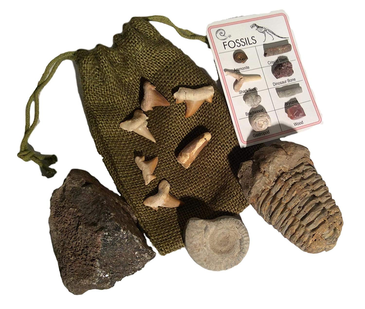 DINOSAURS ROCK Fossil Gift Collection - Genuine Dinosaur Bone ...