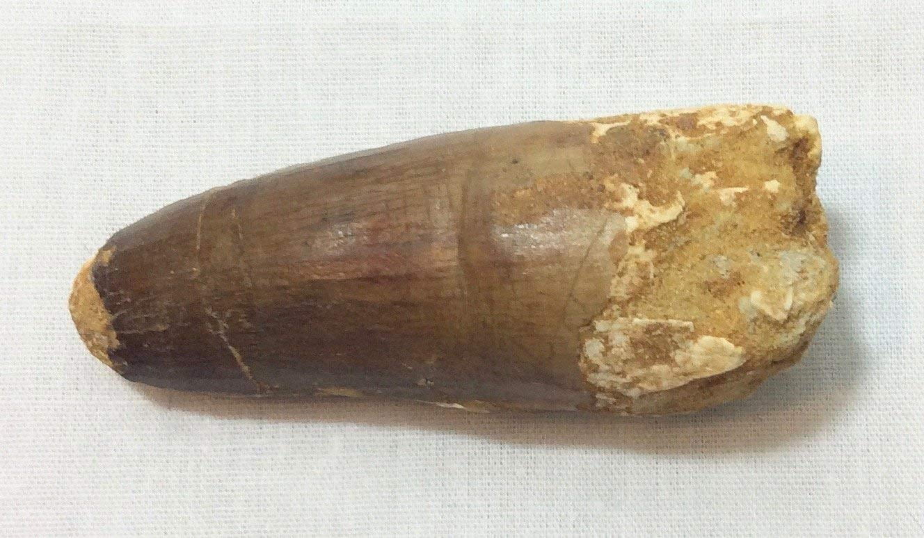 DINOSAURS ROCK® Genuine Spinosaurus Tooth #14 - Giant Exact Dinosaur ...