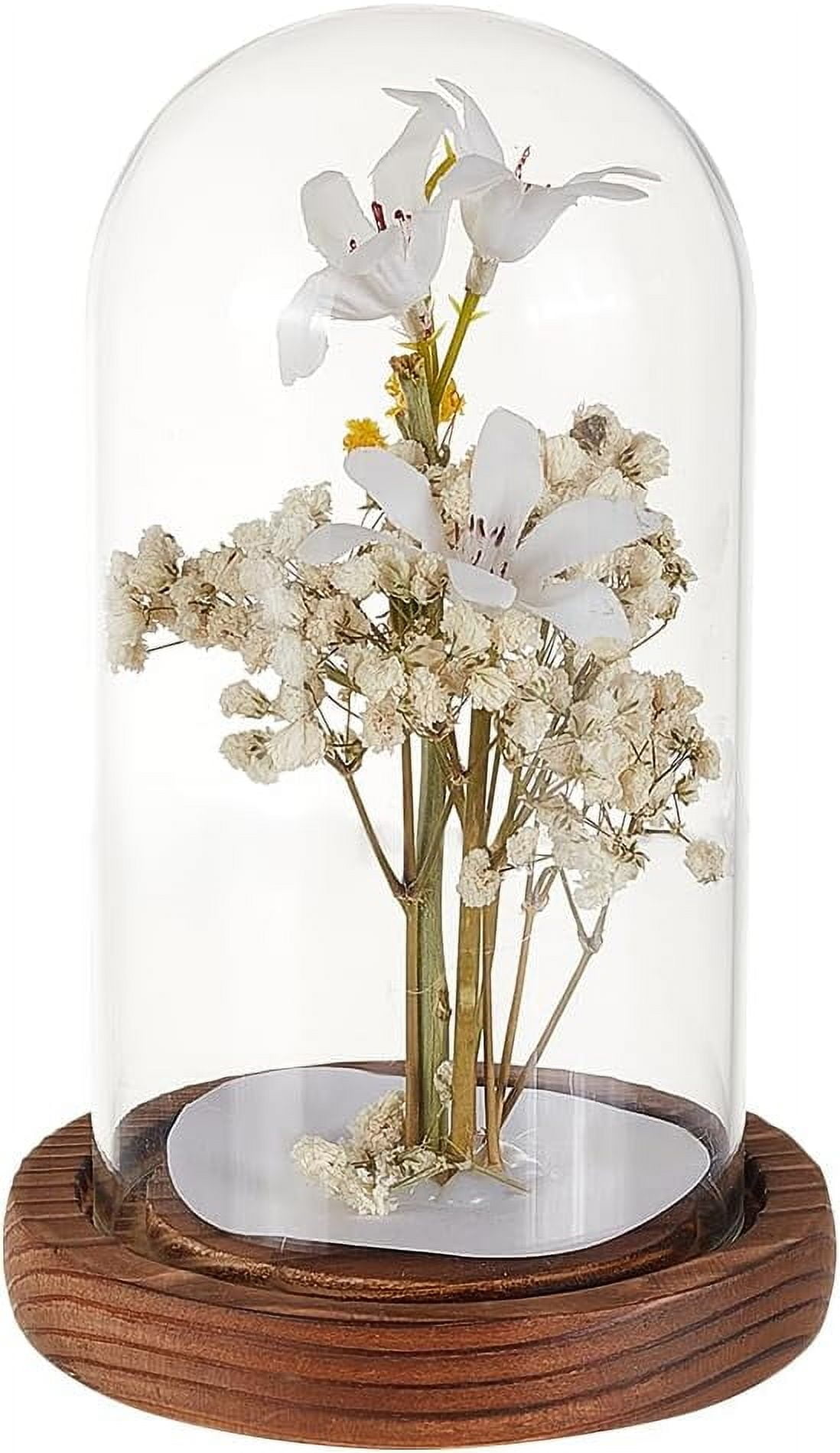 DIY 1 Pc Glass Display Dome Cloche 4.49x5.2 Inch Cloche Bell Jar ...