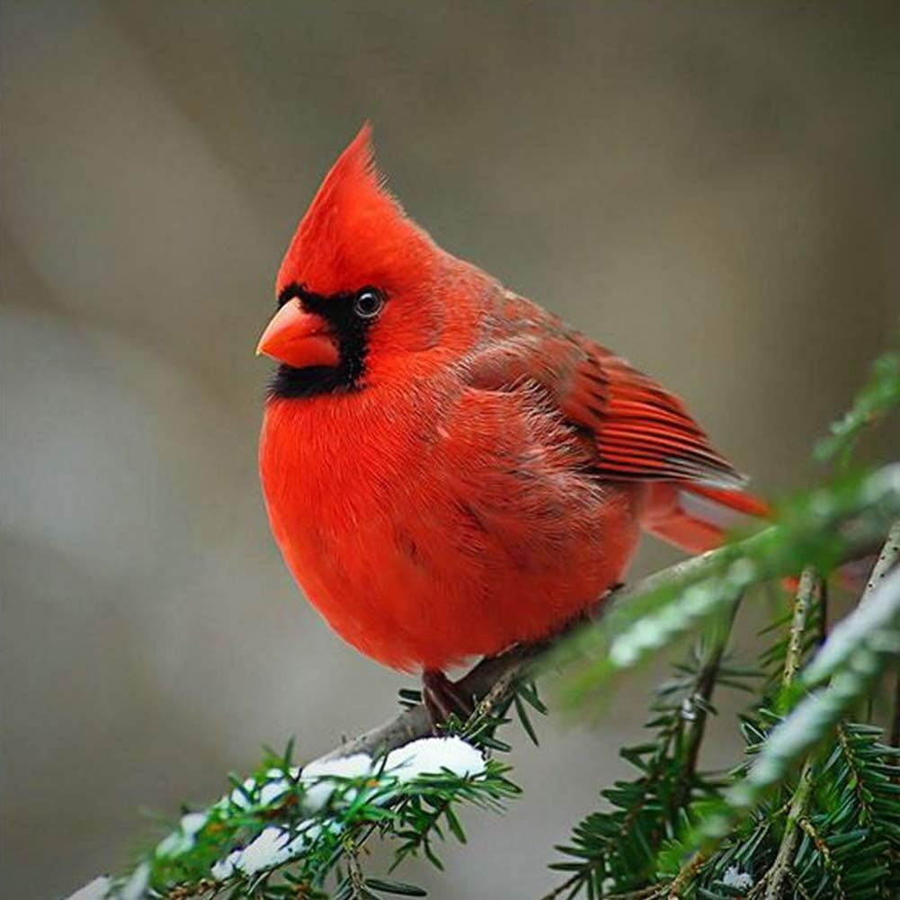 DIY 5D Diamond Painting Kit (For Adults) Diamond Painting "Cardinal ...