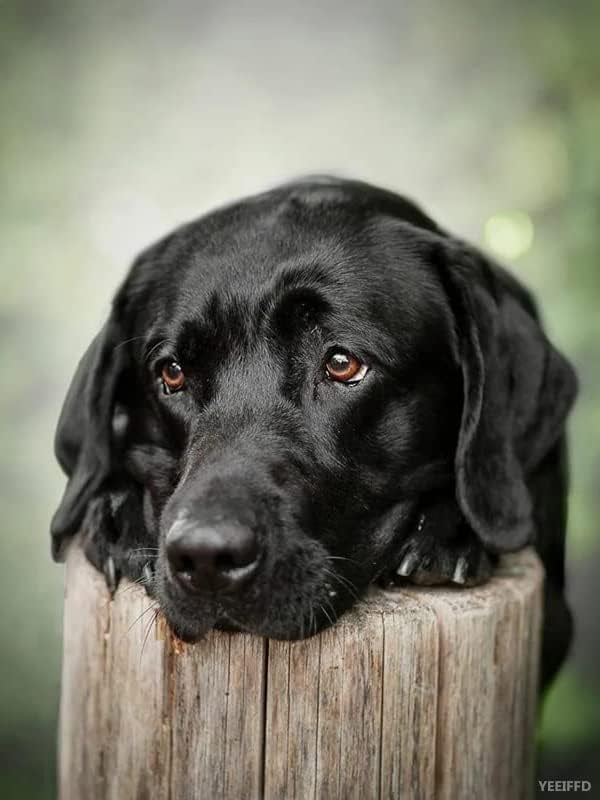 DIY 5D Diamond Painting Kits Black Dogs Labrador Full Drill Round Beads ...