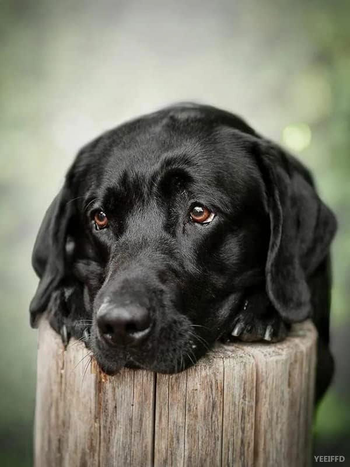 DIY 5D Diamond Painting Kits Black Dogs Labrador Full Drill Round Beads ...