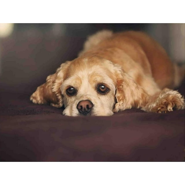 DIY 5D Round Full Diamond Painting Cocker Spaniel Diamond Art kit Cross ...