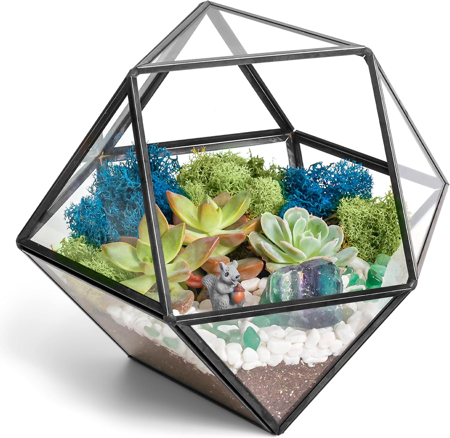 DIY 7" Geometric Terrarium Kit with Live Plants - Build Your Own Glass ...