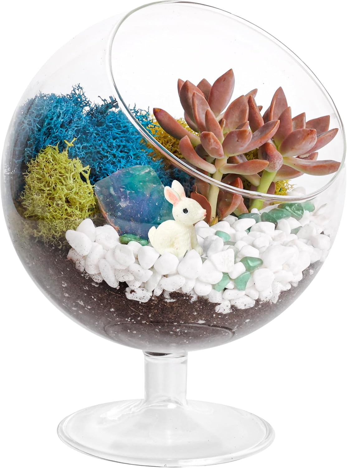 DIY Chalice Terrarium Kit with Live - Build Your Own Glass Terrarium ...
