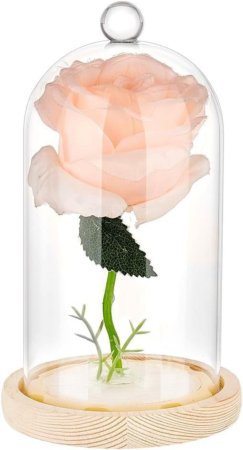 DIY Cloche Glass Dome Decorative Display Case Clear Glass Display Dome ...