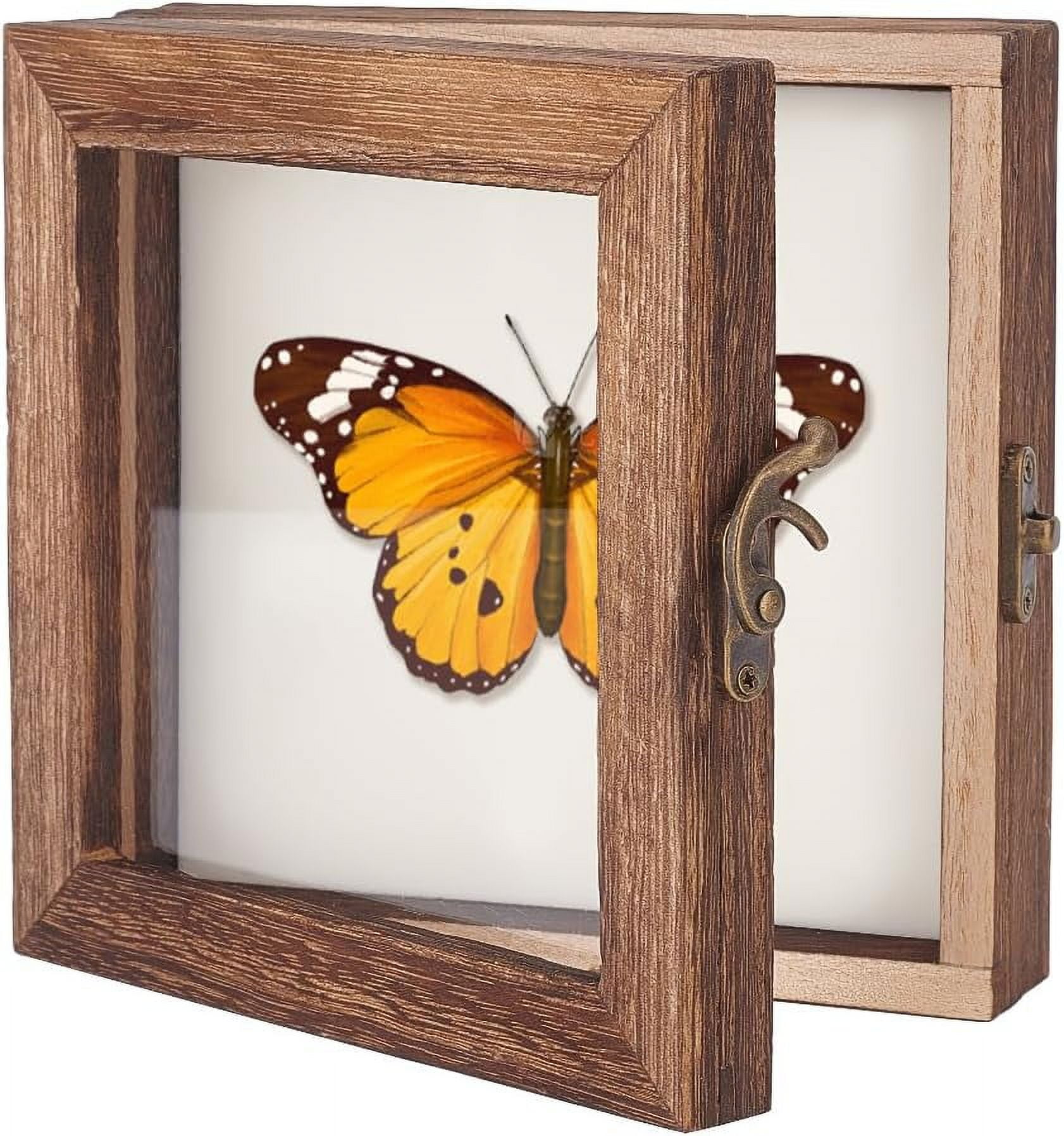 DIY Insect Display Case Shadow Box for Insect Display with Clear Top ...
