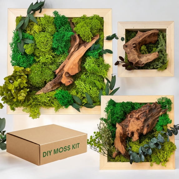 DIY Moss Wall Art Kit, Craft Project, Natural Gift, 6", 8", 10" (3 ...