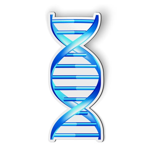 DNA Blue Double Helix - 5" Magnet for Car Locker Refrigerator - Walmart.com