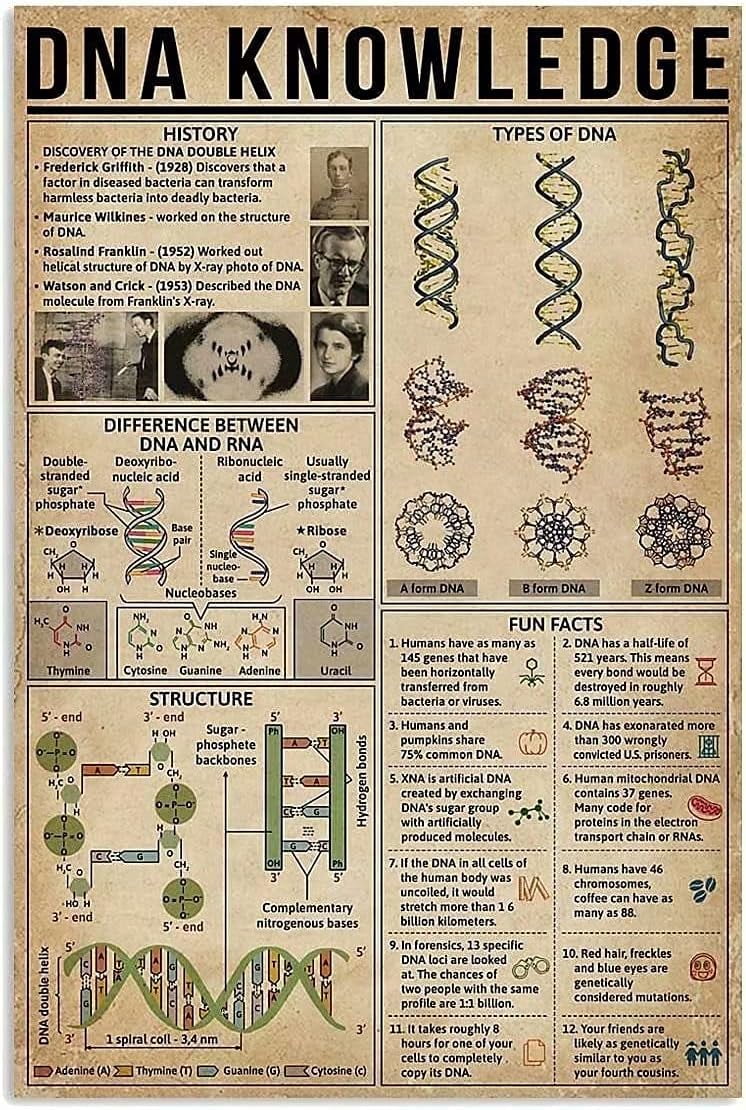 DNA Knowledge 1000 Pieces Wooden Jigsaw Puzzles For Adults- Suitable ...
