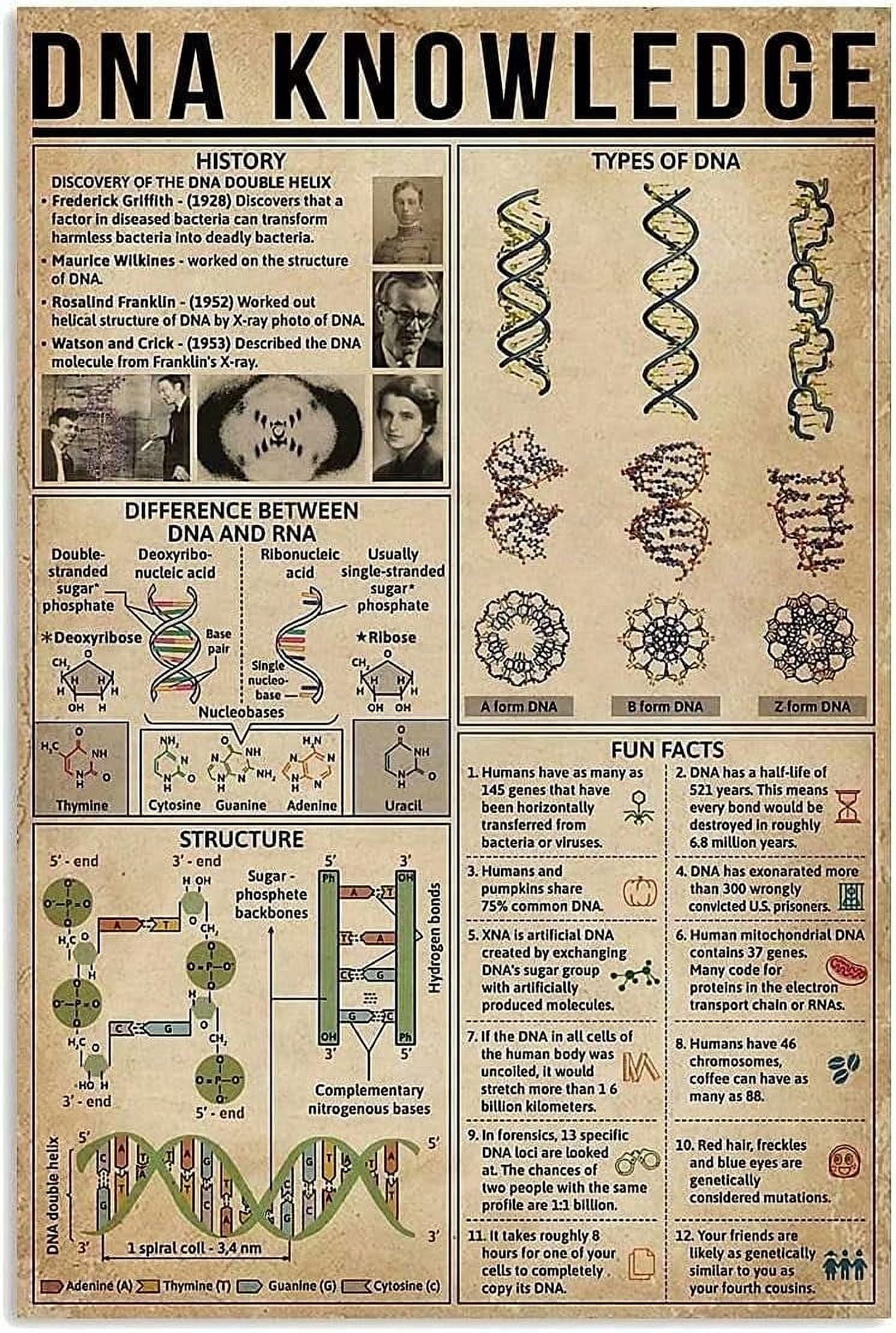 DNA Knowledge Diamond Art Kits For Adults,5D Diamond Art For Beginners,DIY Diamond Art Kits ...