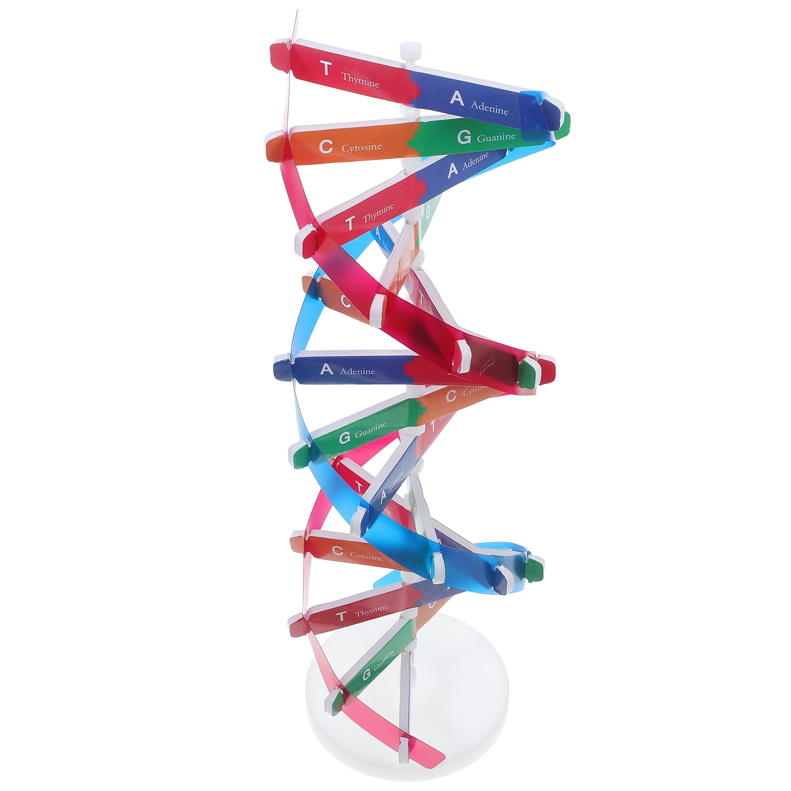 DNA Double Helix Model for Home Science Education Easy to Assemble with ...