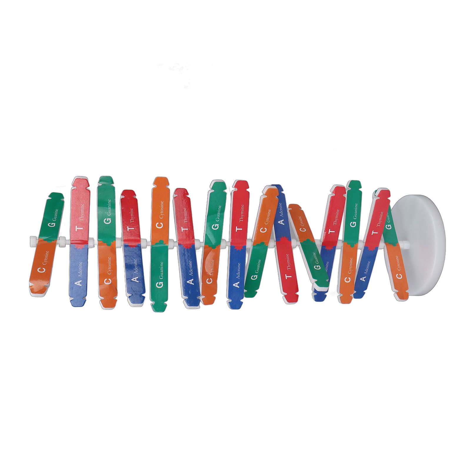 Dna Model Kit Improve Creativity Pvc Science Educational Human Dna Model For Home Play For