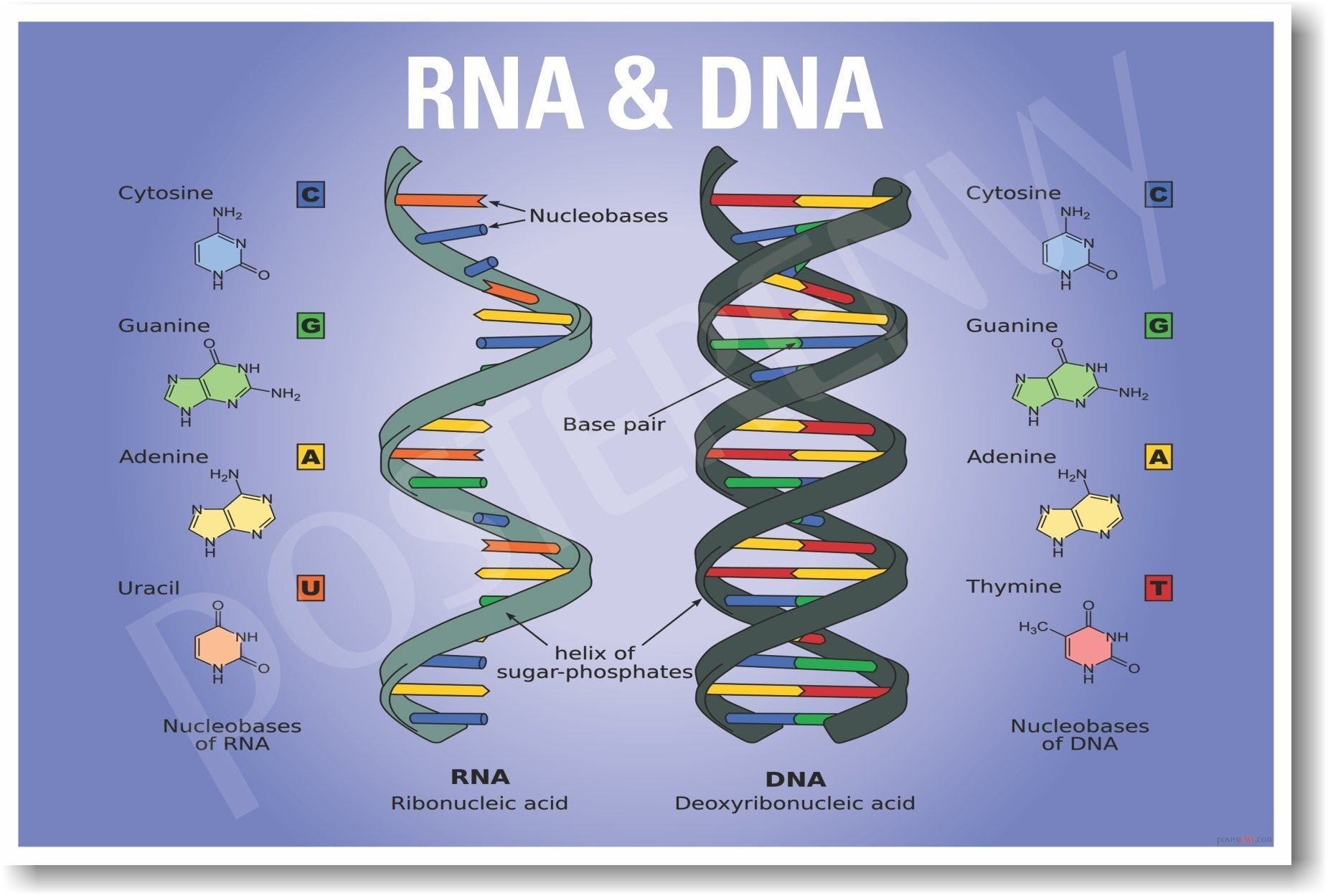 DNA RNA Biology Chart - NEW Classroom Biology POSTER - Walmart.com